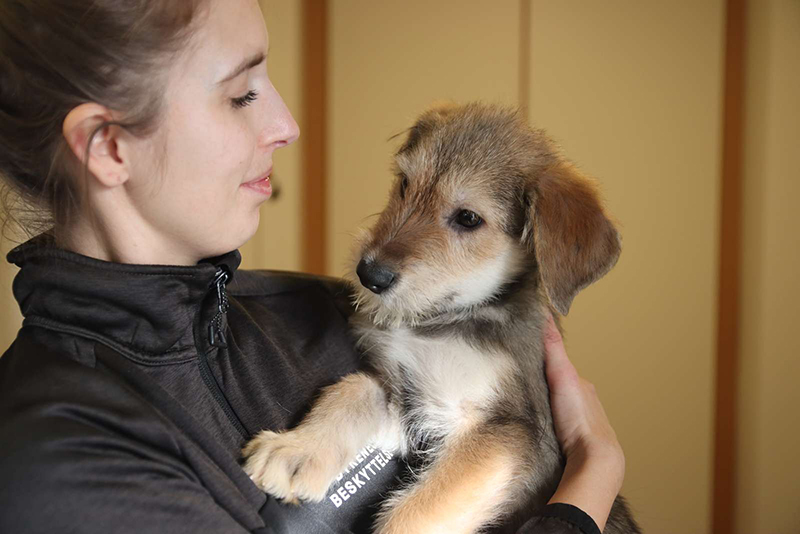 Dyreinternater | Dyrenes Beskyttelse